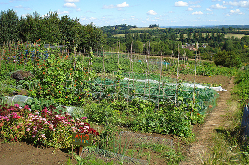 Grow your own: allotments and community food grown in Wales